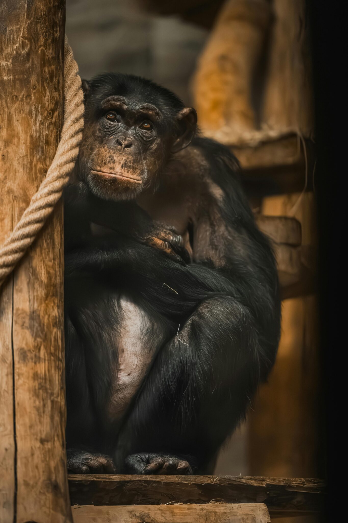 Grieving Creatures – How Animals and Humans Experience Grief – Practice ...